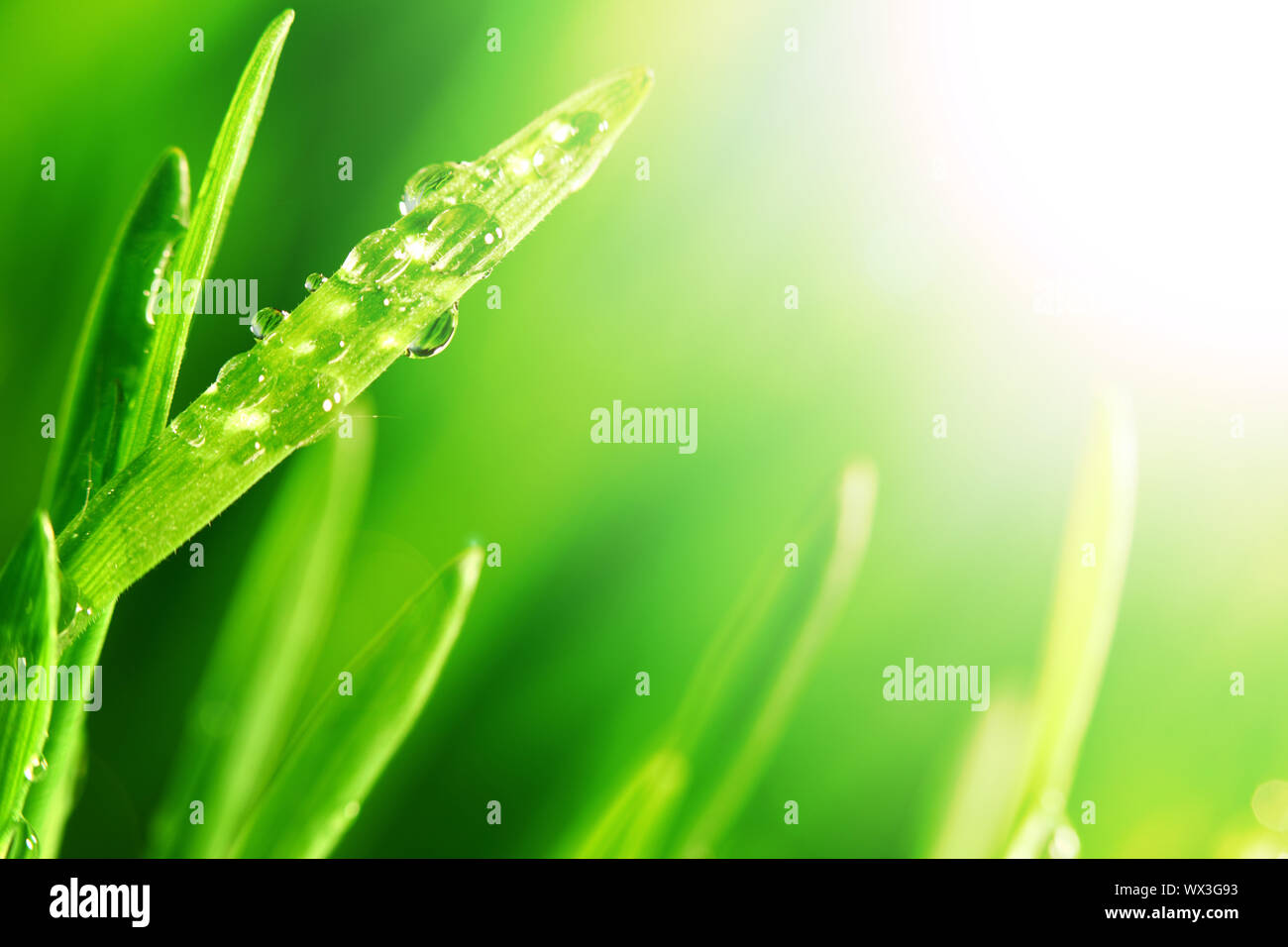 water drop shine in sun light Stock Photo - Alamy