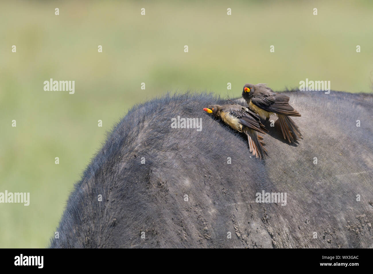 Two Yellow Billed Oxpeckers on Cape Buffalo, Masai Mara National ...