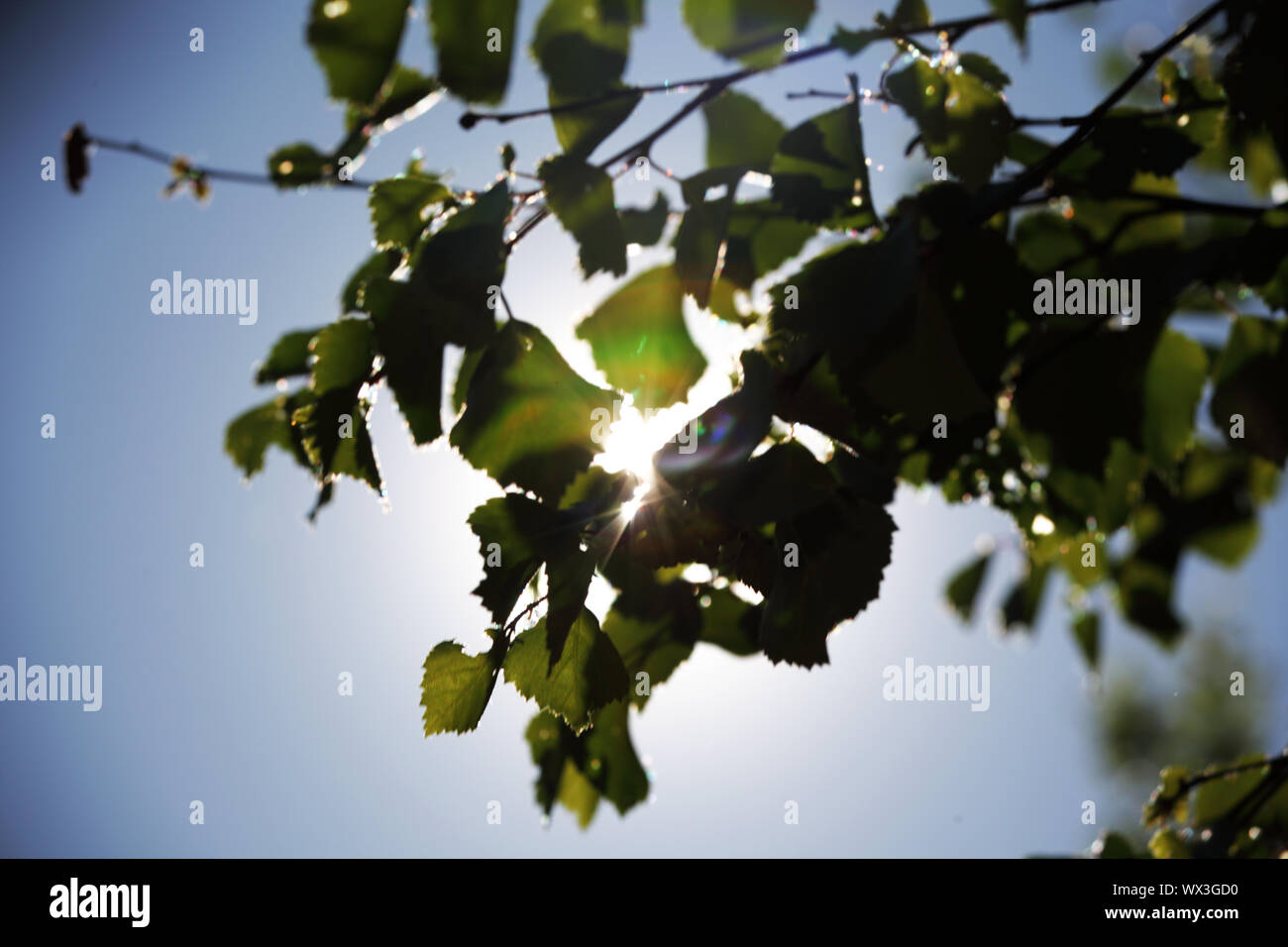 green leaves sun is shine Stock Photo - Alamy