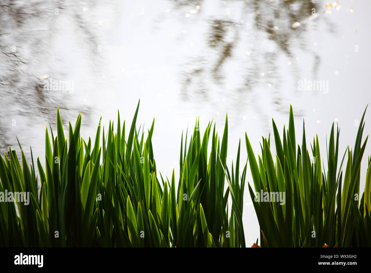 grass on water background Stock Photo - Alamy