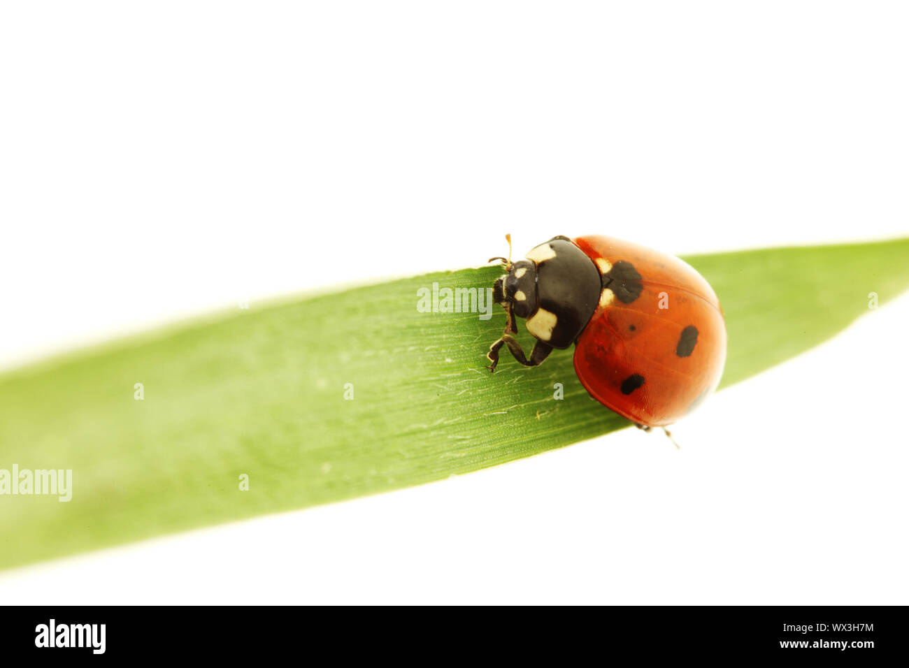 ladybug on green grass isolated white background Stock Photo - Alamy