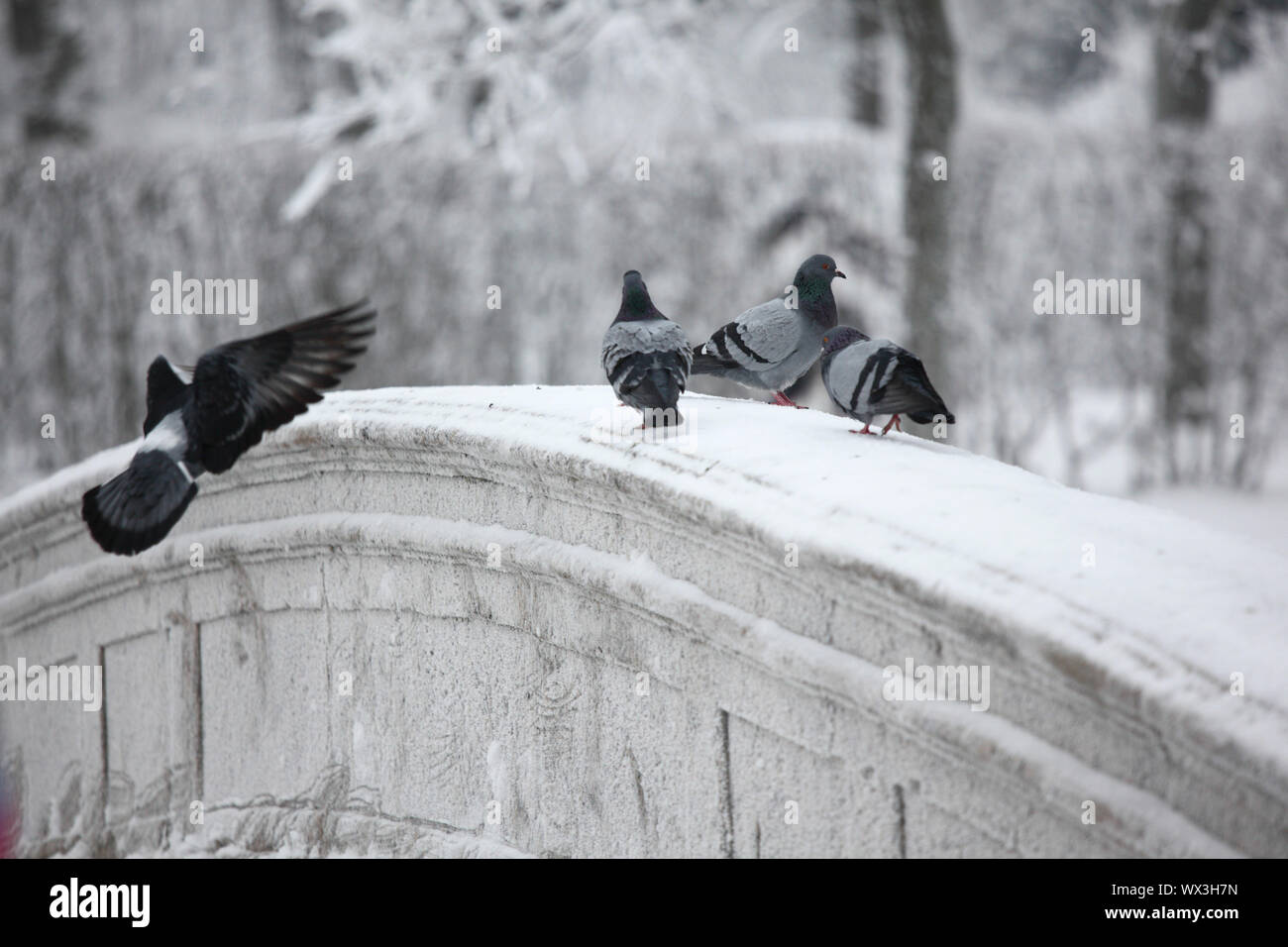 Pigeons on black snow hi-res stock photography and images - Alamy