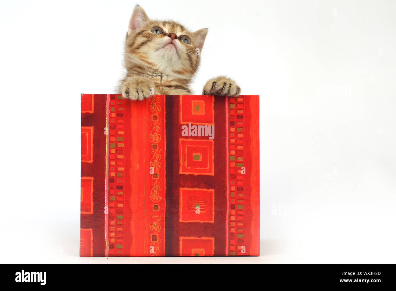 cat in gift box isolated on white background Stock Photo - Alamy