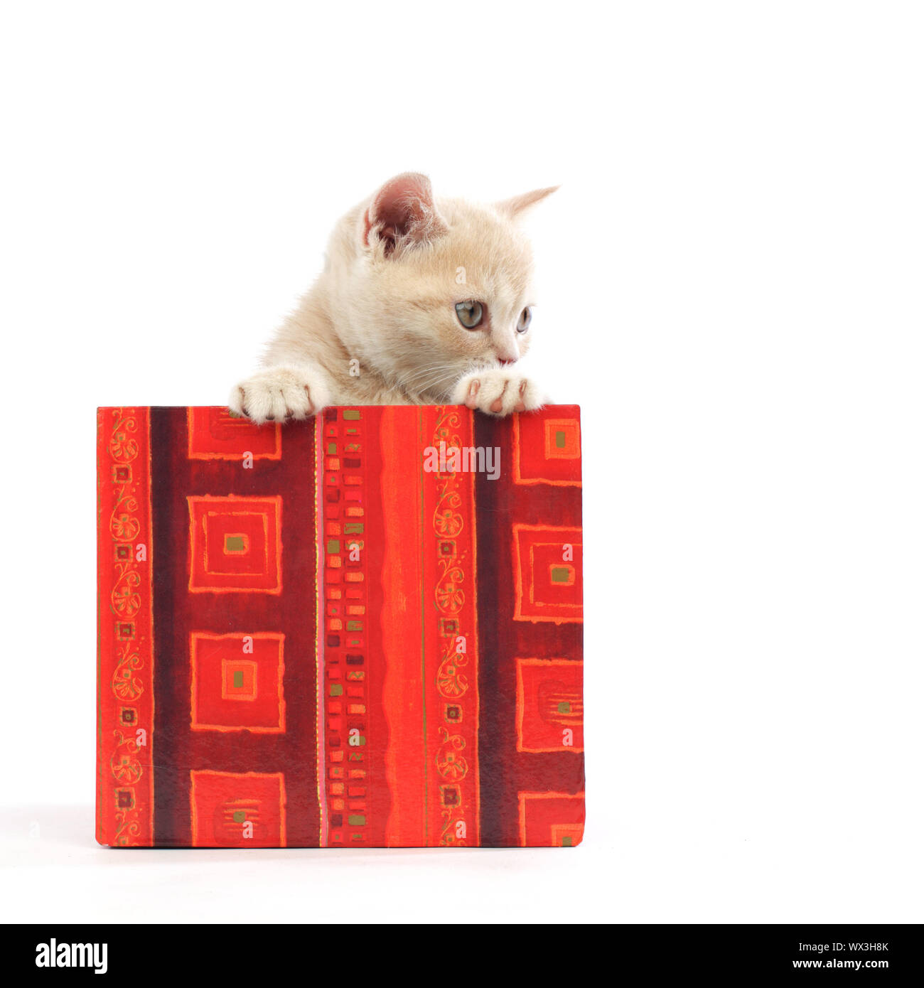 cat in gift box isolated on white background Stock Photo - Alamy
