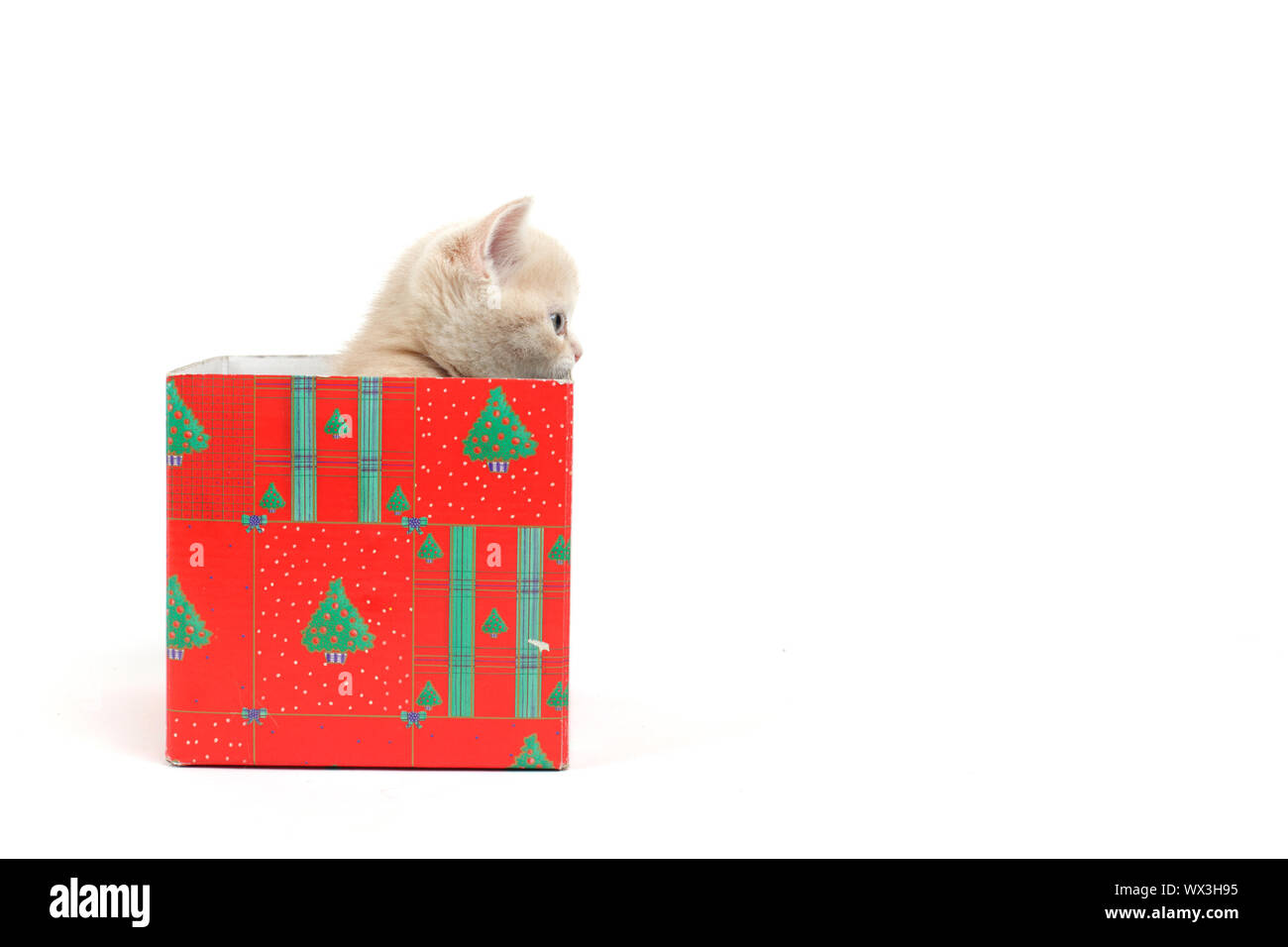 cat in gift box isolated on white background Stock Photo - Alamy
