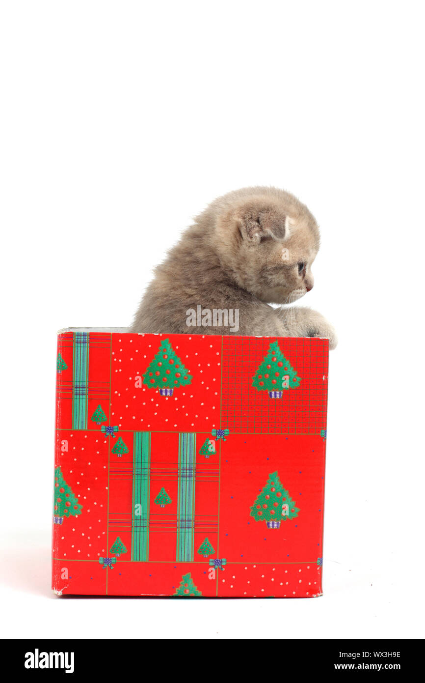 cat in gift box isolated on white background Stock Photo - Alamy