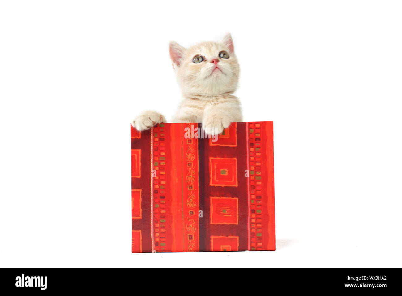cat in gift box isolated on white background Stock Photo - Alamy