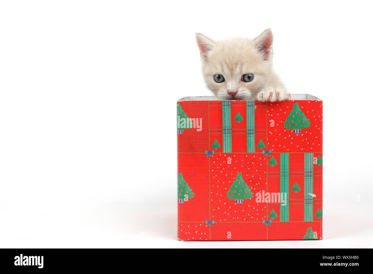 cat in gift box isolated on white background Stock Photo - Alamy