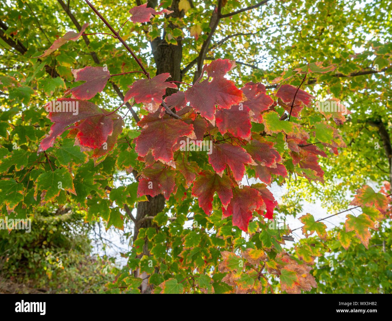 Close view red maple hi-res stock photography and images - Alamy