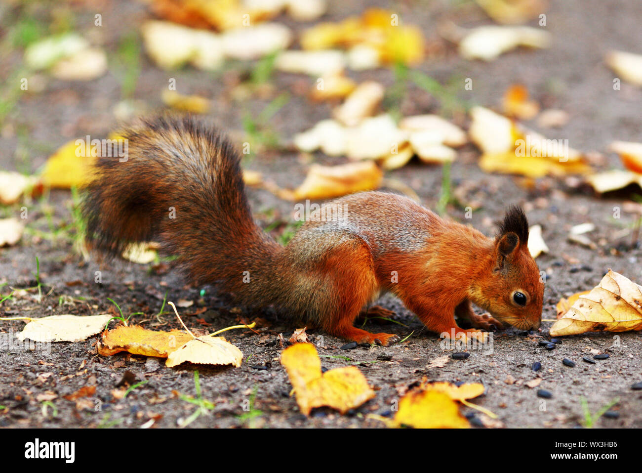 squirrel jumps in the autumn forest Stock Photo - Alamy