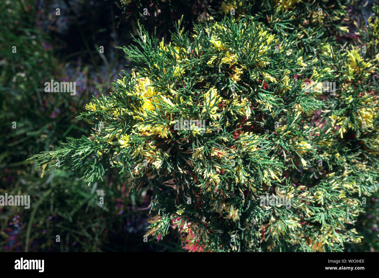 Beautiful juniper Bush blooming in the garden Stock Photo - Alamy