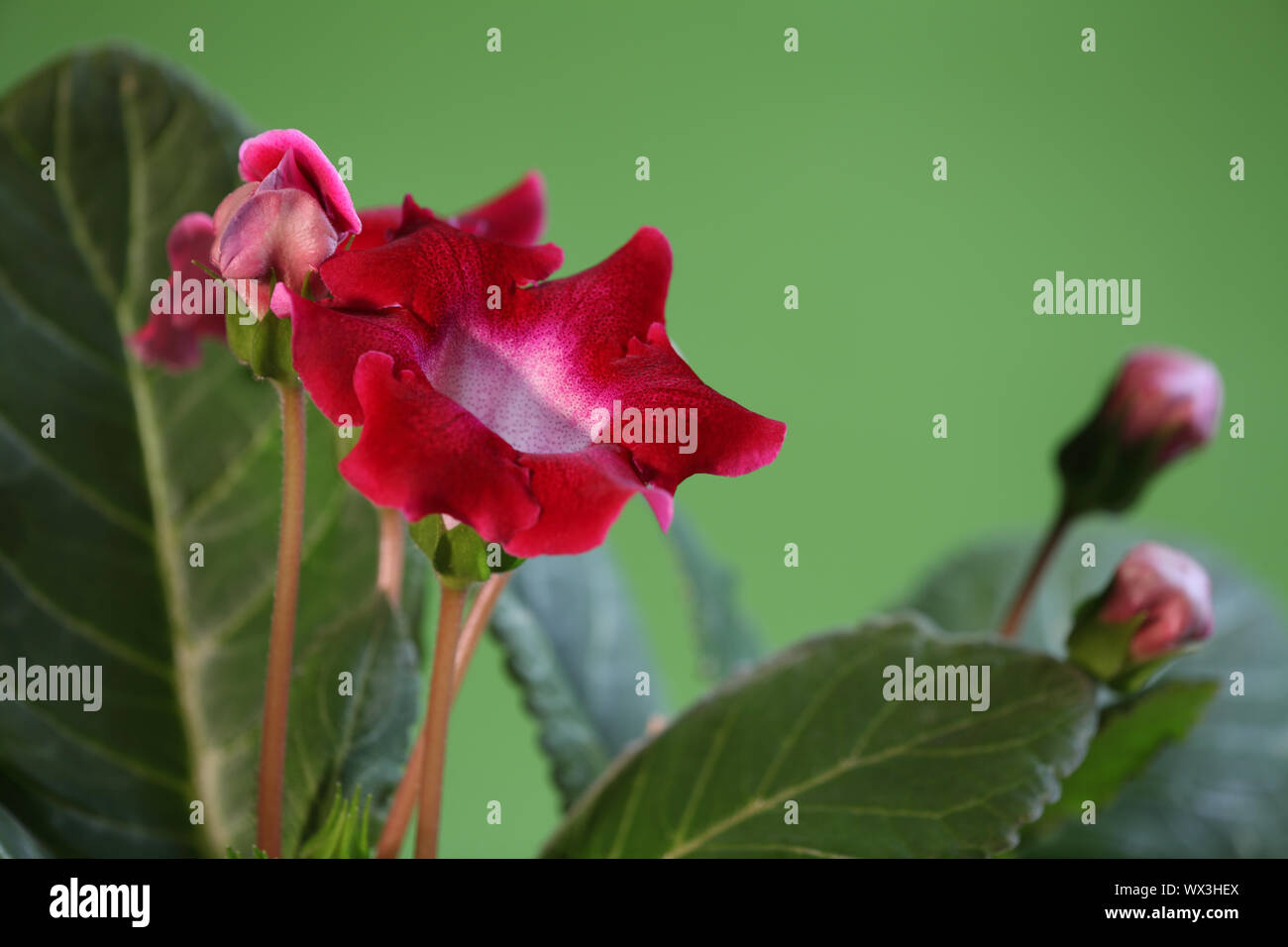 red flyspecked flowers gloxinia Stock Photo - Alamy
