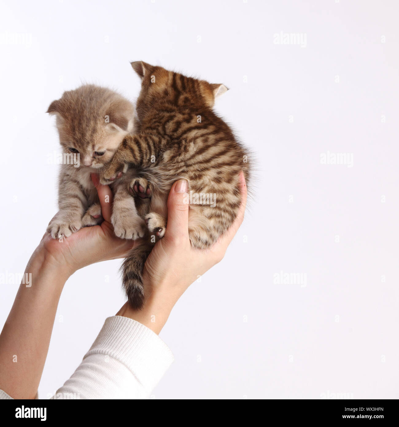 cat in hands isolated on white background Stock Photo - Alamy
