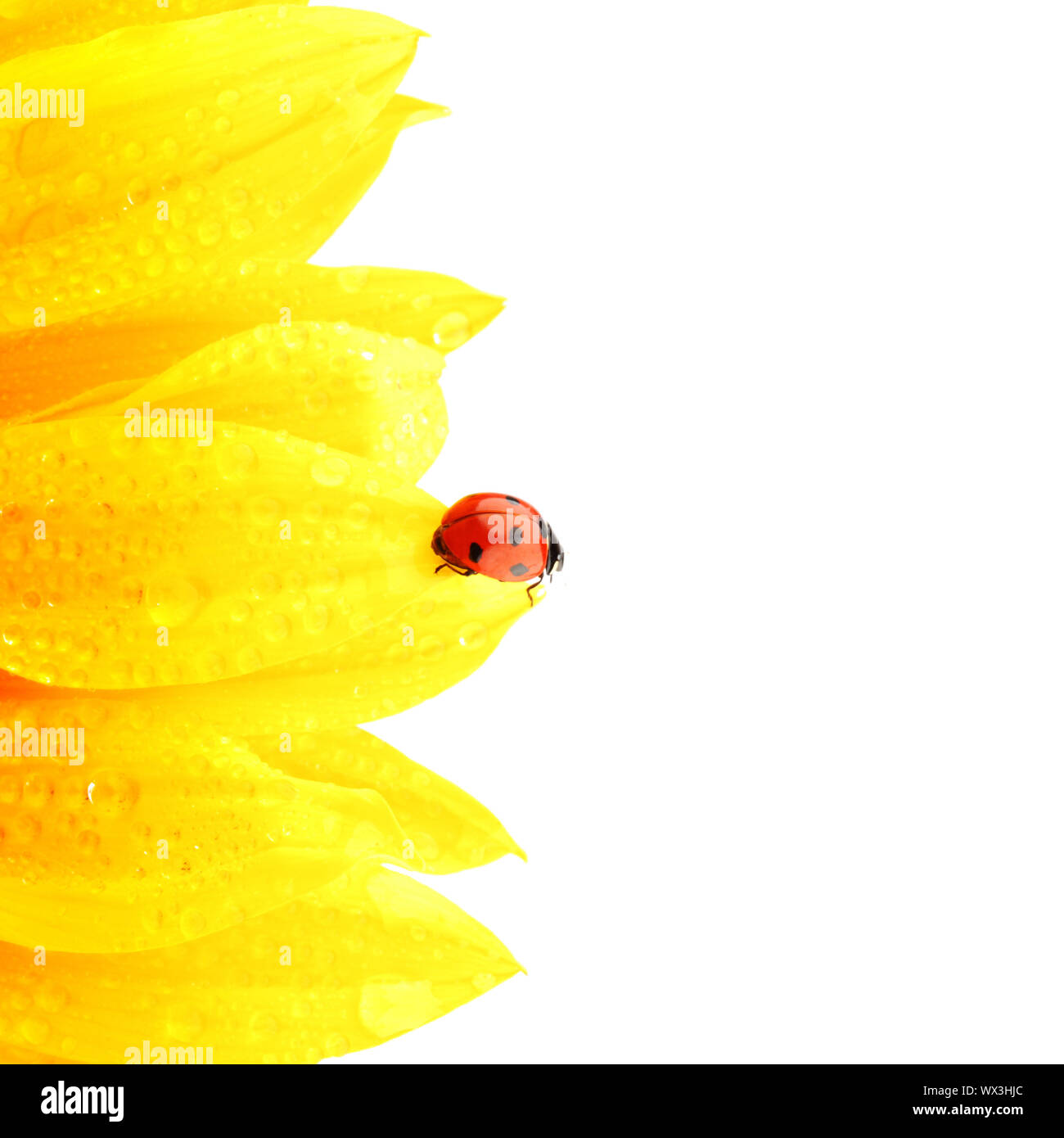 ladybug on sunflower isolated white background Stock Photo - Alamy
