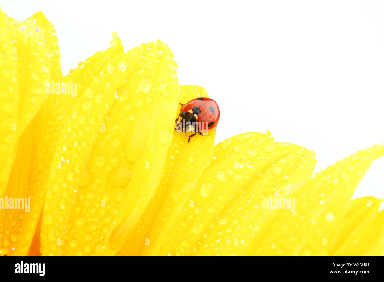 ladybug on sunflower isolated white background Stock Photo - Alamy