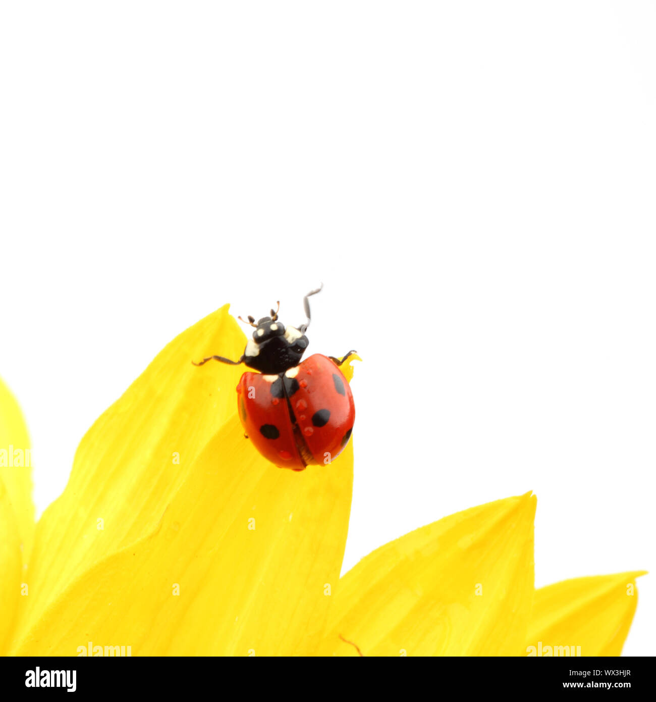ladybug on sunflower isolated white background Stock Photo - Alamy