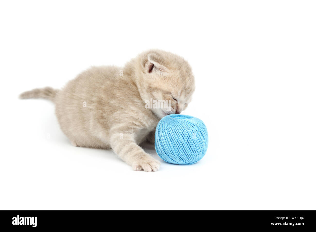 cat and blue wool ball isolated on white Stock Photo - Alamy