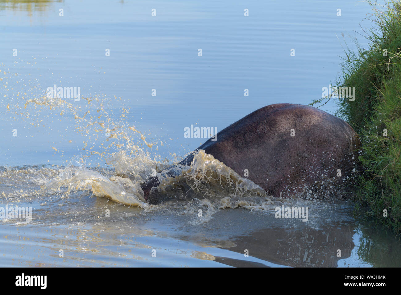 Hippopotamus, Hippopatamus amphibius, in water, Masai Mara National ...
