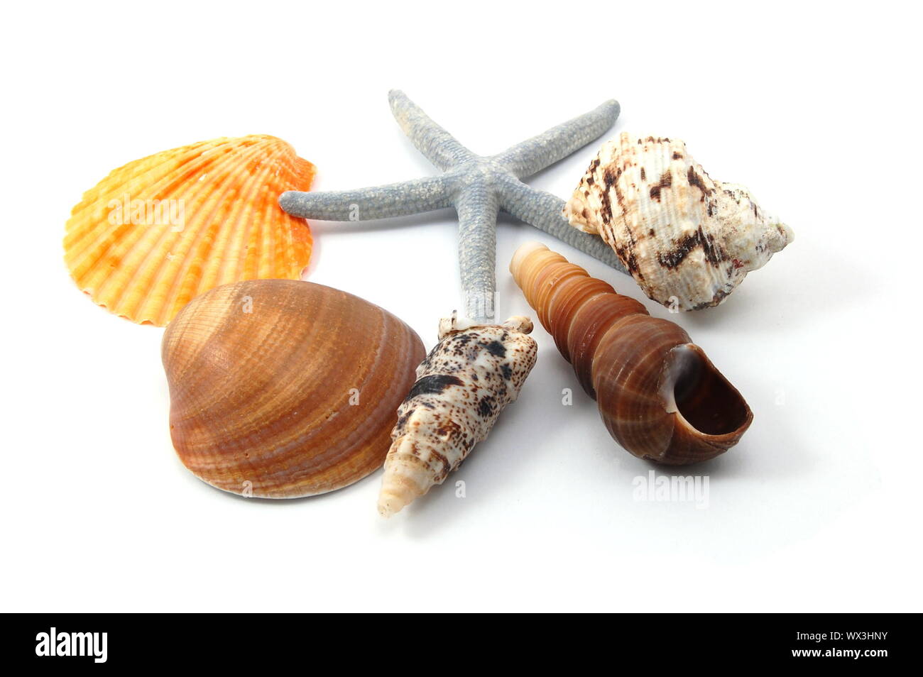 Some shells from the ocean isolated on white background Stock Photo - Alamy