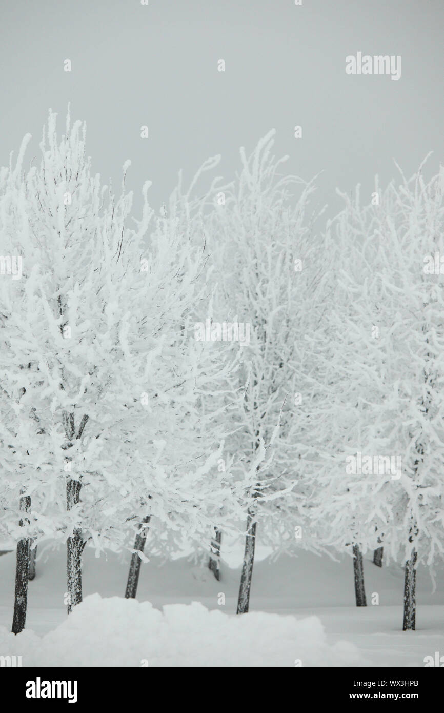 winter trees on snow white background Stock Photo - Alamy