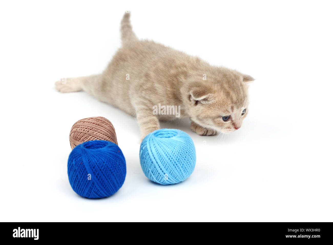 cat and blue wool ball isolated on white Stock Photo - Alamy