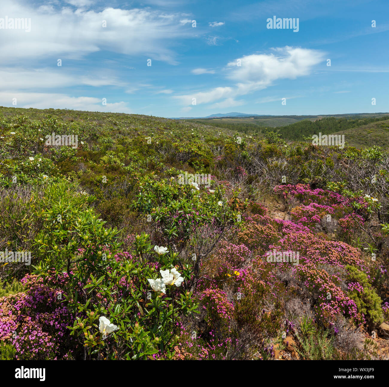 Big white wild azalea flowers not far from Atlantic ocean coast Stock ...