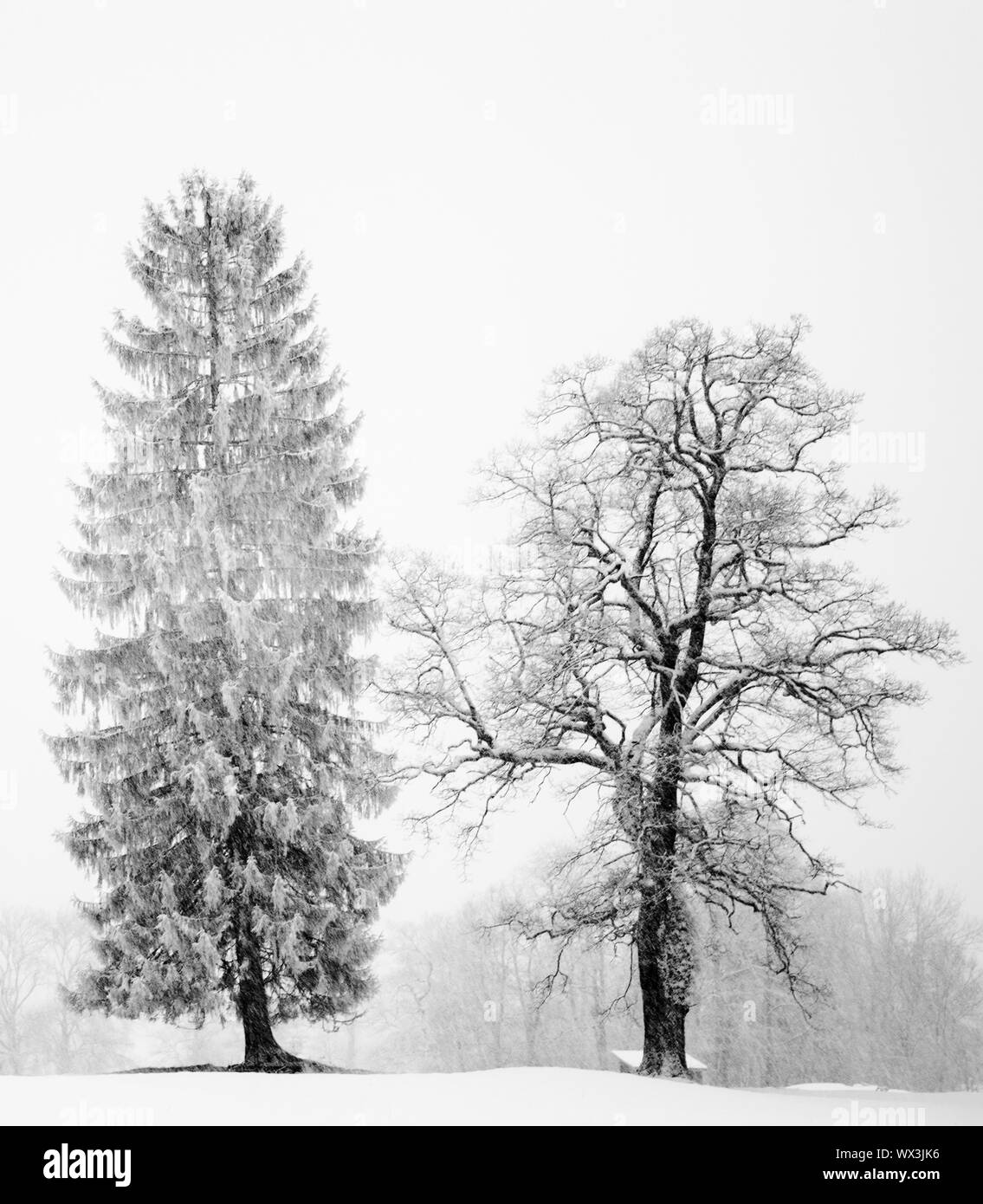 two barren trees in a winter landscape with snow falling Stock Photo ...