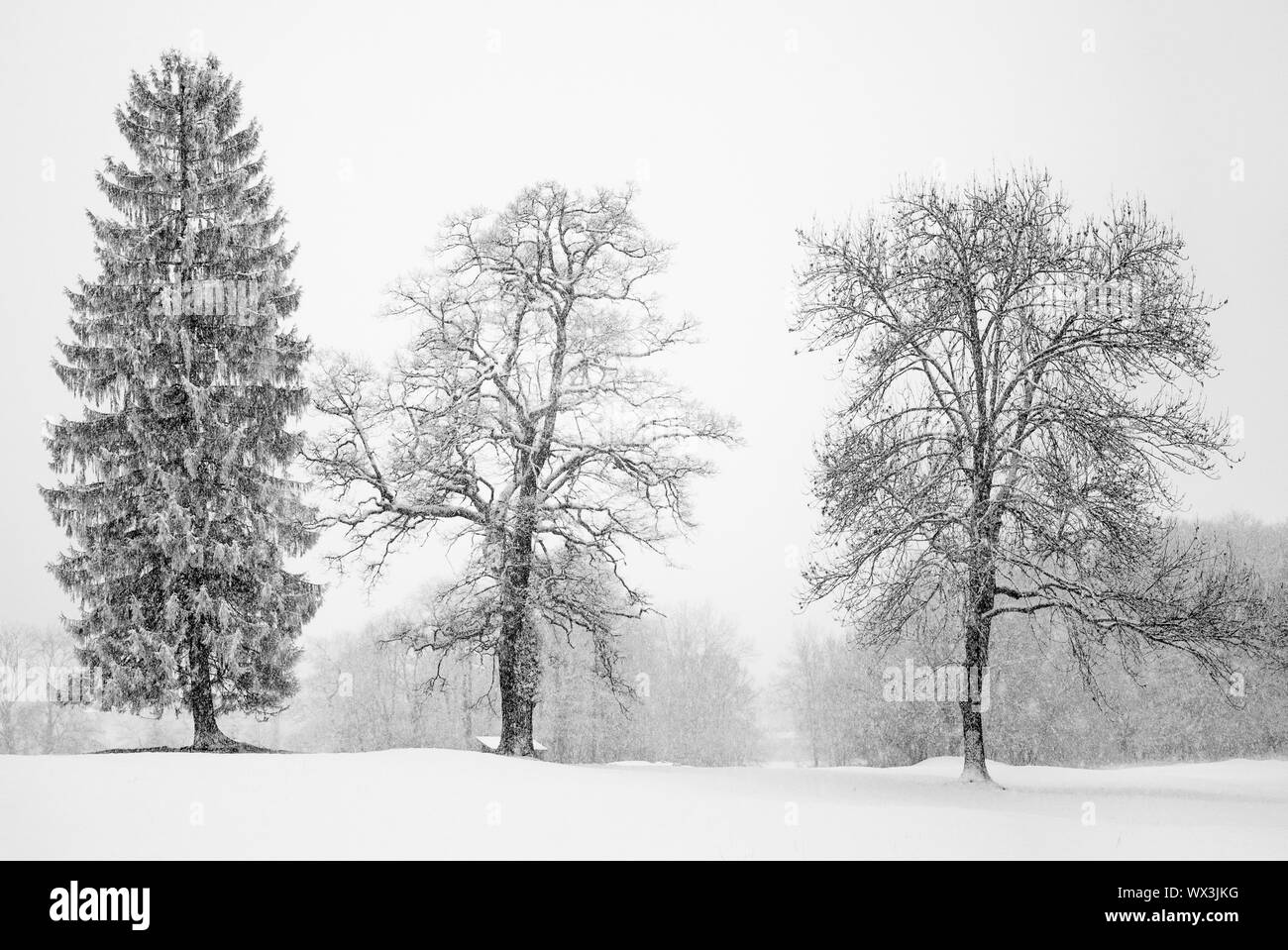 winter landscape with snow falling on three trees Stock Photo - Alamy