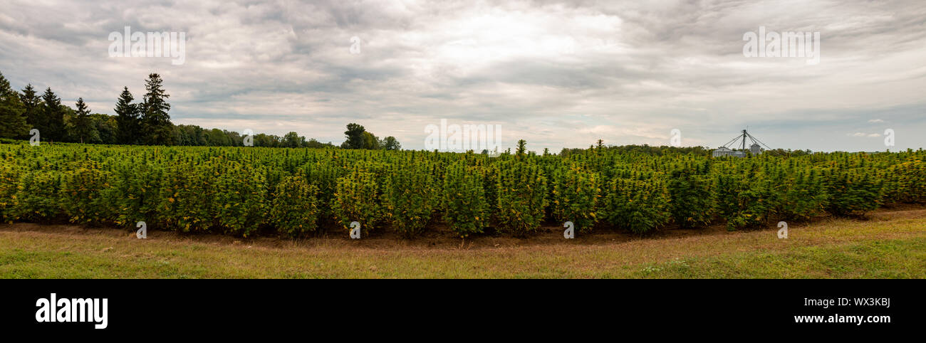 sustainable hemp industrial plantation, in Ontario Canada Stock Photo ...