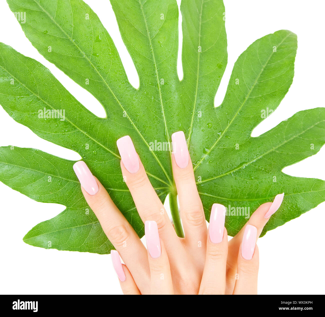 picture of female hands with green leaf over white Stock Photo - Alamy
