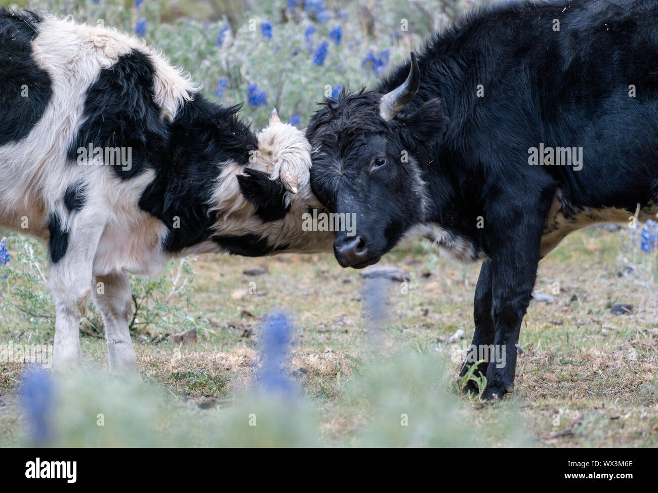 Bovine Bull High Resolution Stock Photography and Images - Alamy
