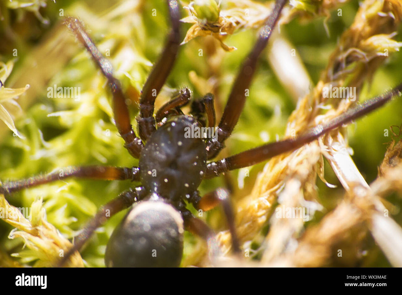 Wolf spider (Lycosidae) on green moss Stock Photo - Alamy