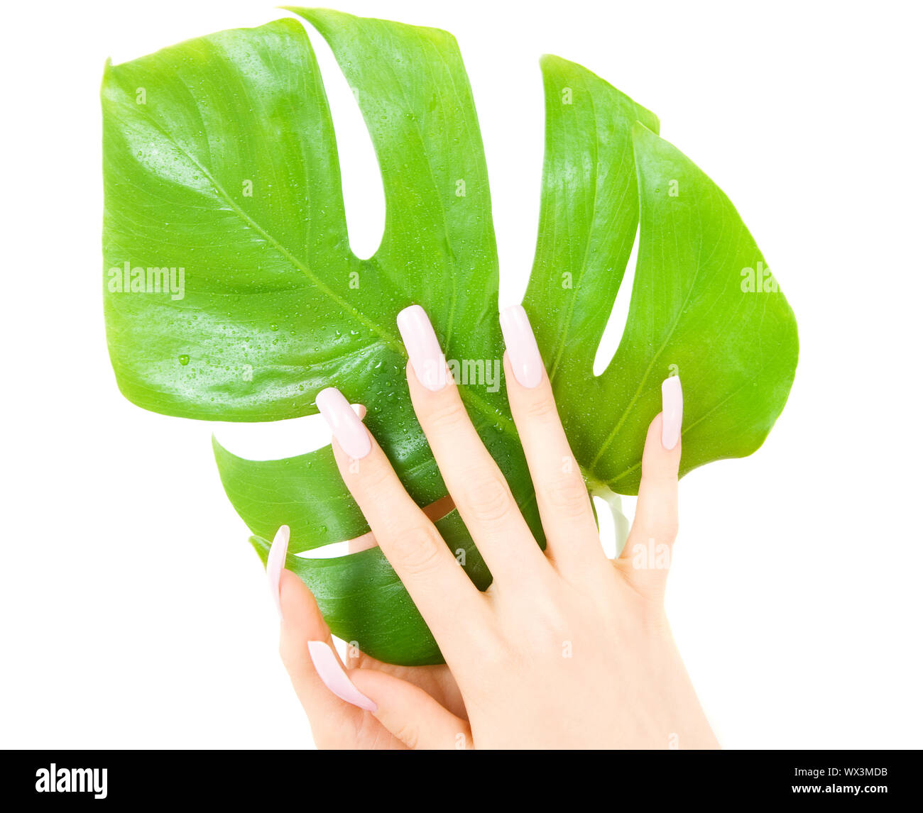 picture of female hands with green leaf over white Stock Photo - Alamy