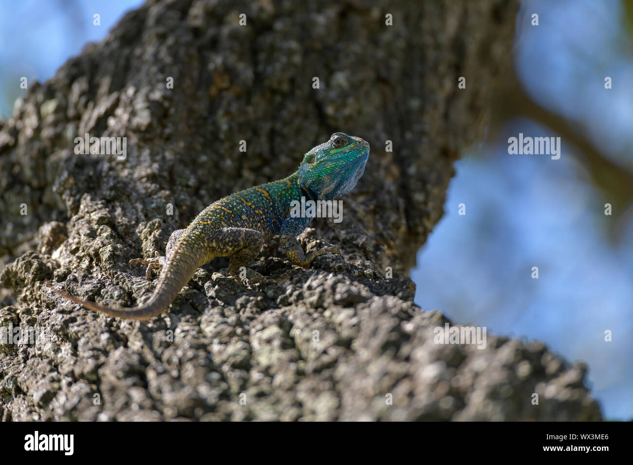 Tree Agama Lizard, Masai Mara National Reserve, Kenya, Africa Stock ...