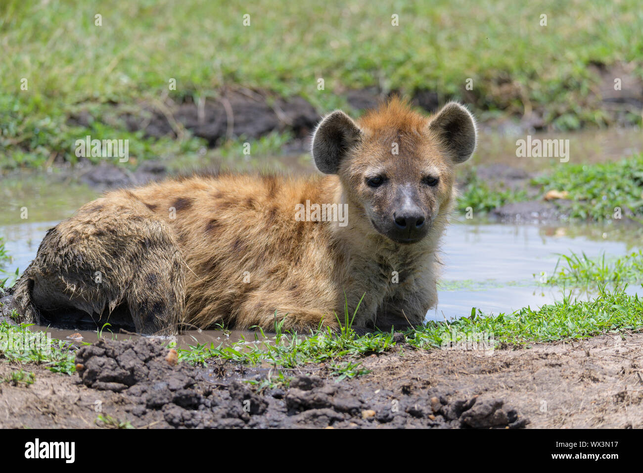 Spotted hyena, Crocuta crocuta, in water, Masai Mara National Reserve ...