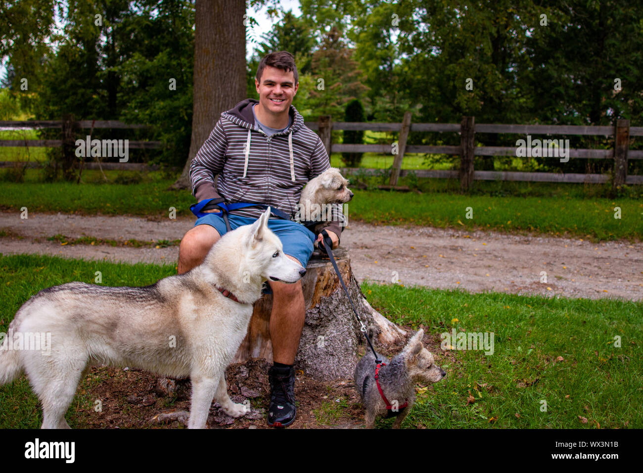 Three dogs and a man sitting on the field Stock Photo - Alamy