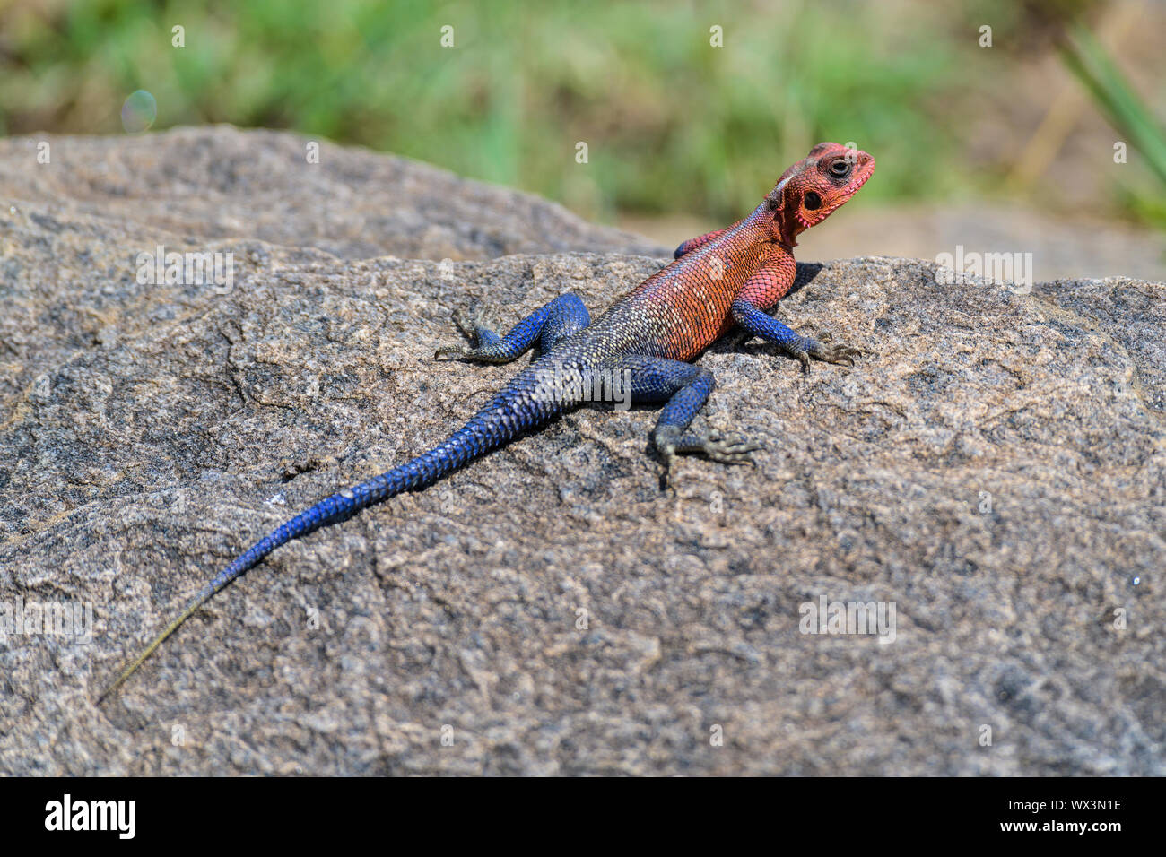 Tree agama lizard climbing tree hi-res stock photography and images - Alamy