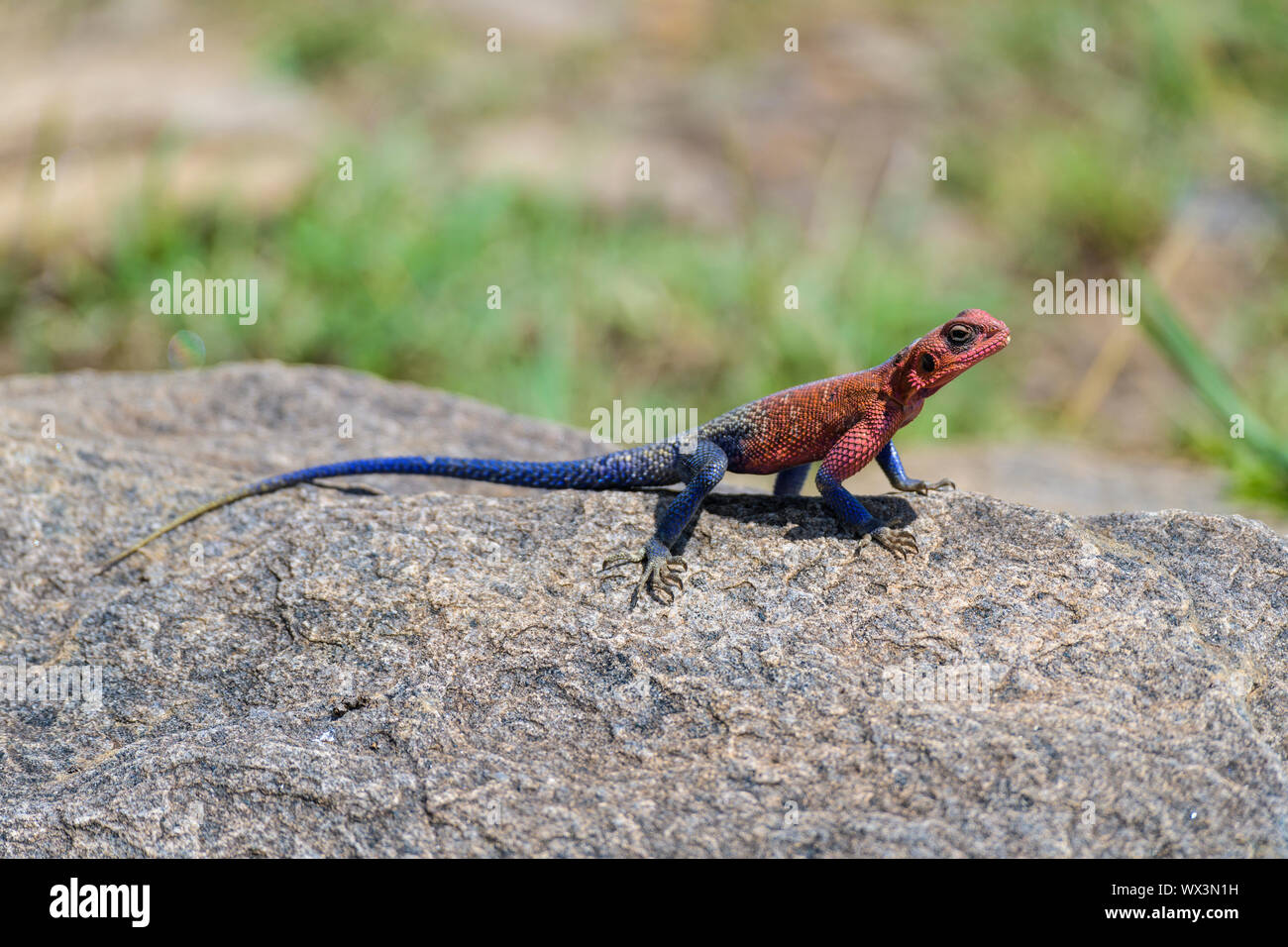 Tree Agama Lizard, Masai Mara National Reserve, Kenya, Africa Stock ...