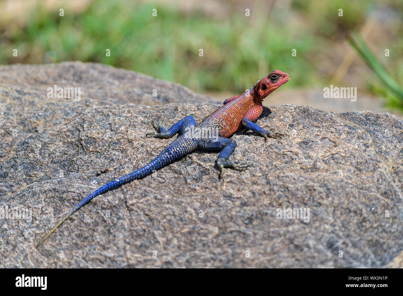 Tree Agama Lizard, Masai Mara National Reserve, Kenya, Africa Stock ...