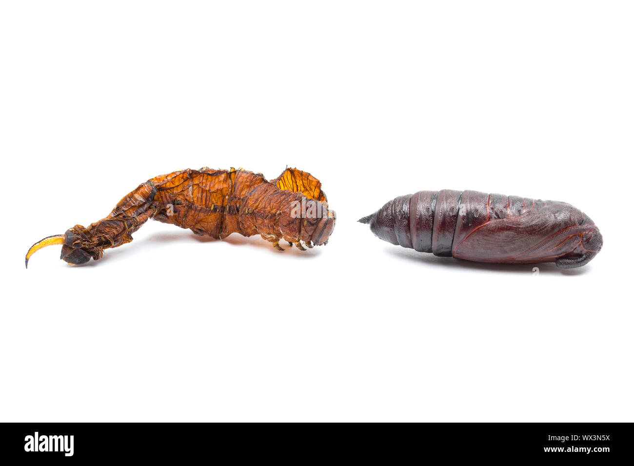 The empty exoskeleton or exuvia of a Privet Hawk-moth, Sphinx ligustri ...