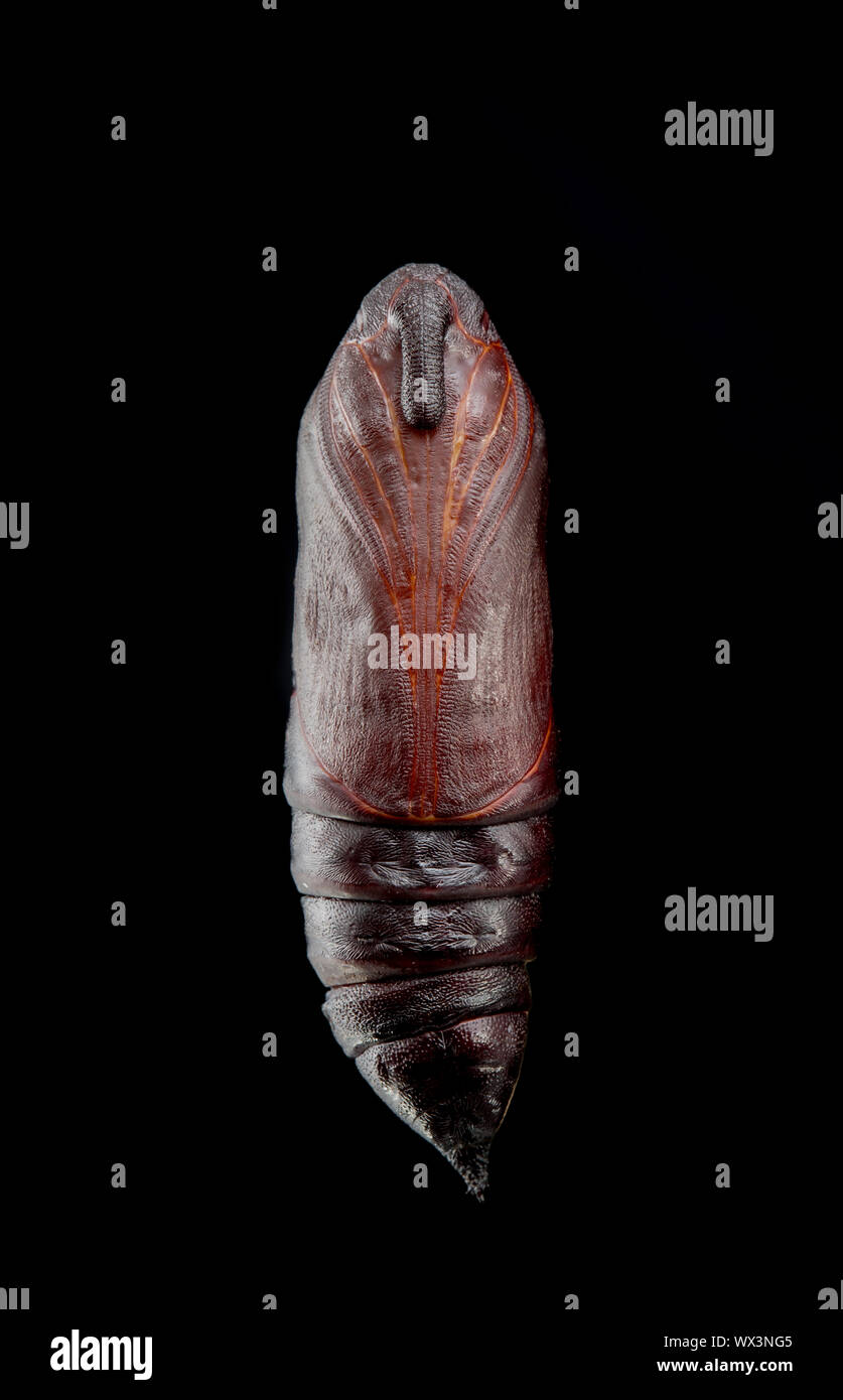 Chrysalis moth sphinx hi-res stock photography and images - Alamy