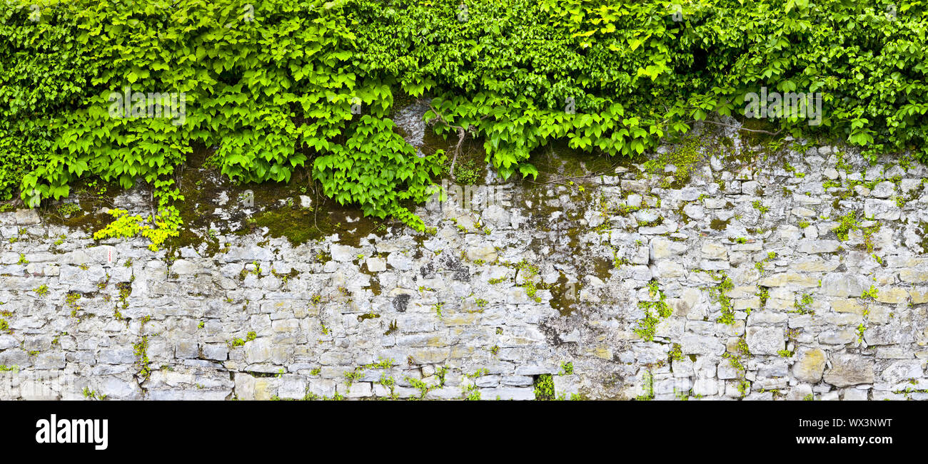 Rustic brick wall with vegetation, in poster size Stock Photo - Alamy