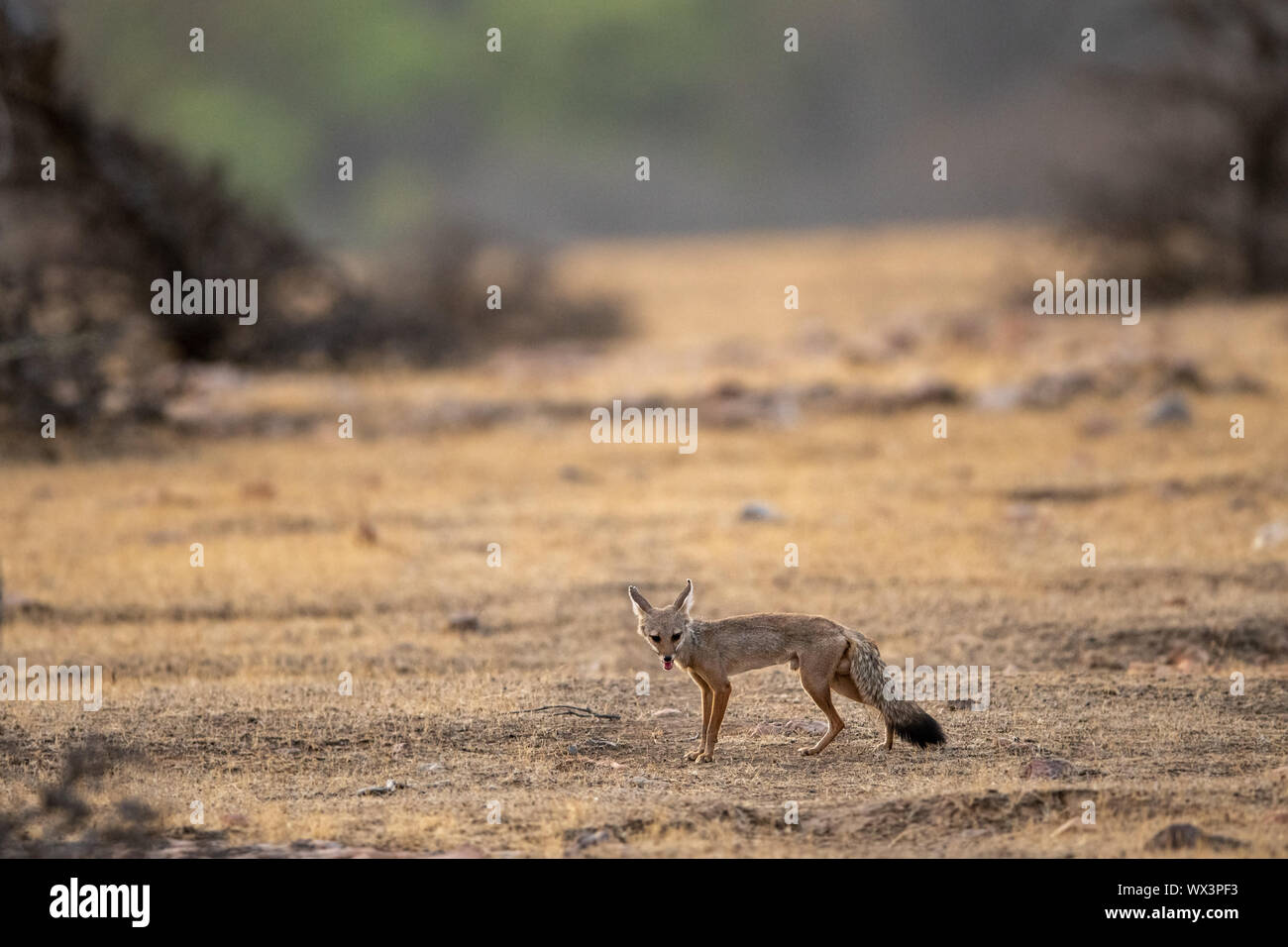 Bengal fox or indian fox or Vulpes bengalensis pup clean image playing ...