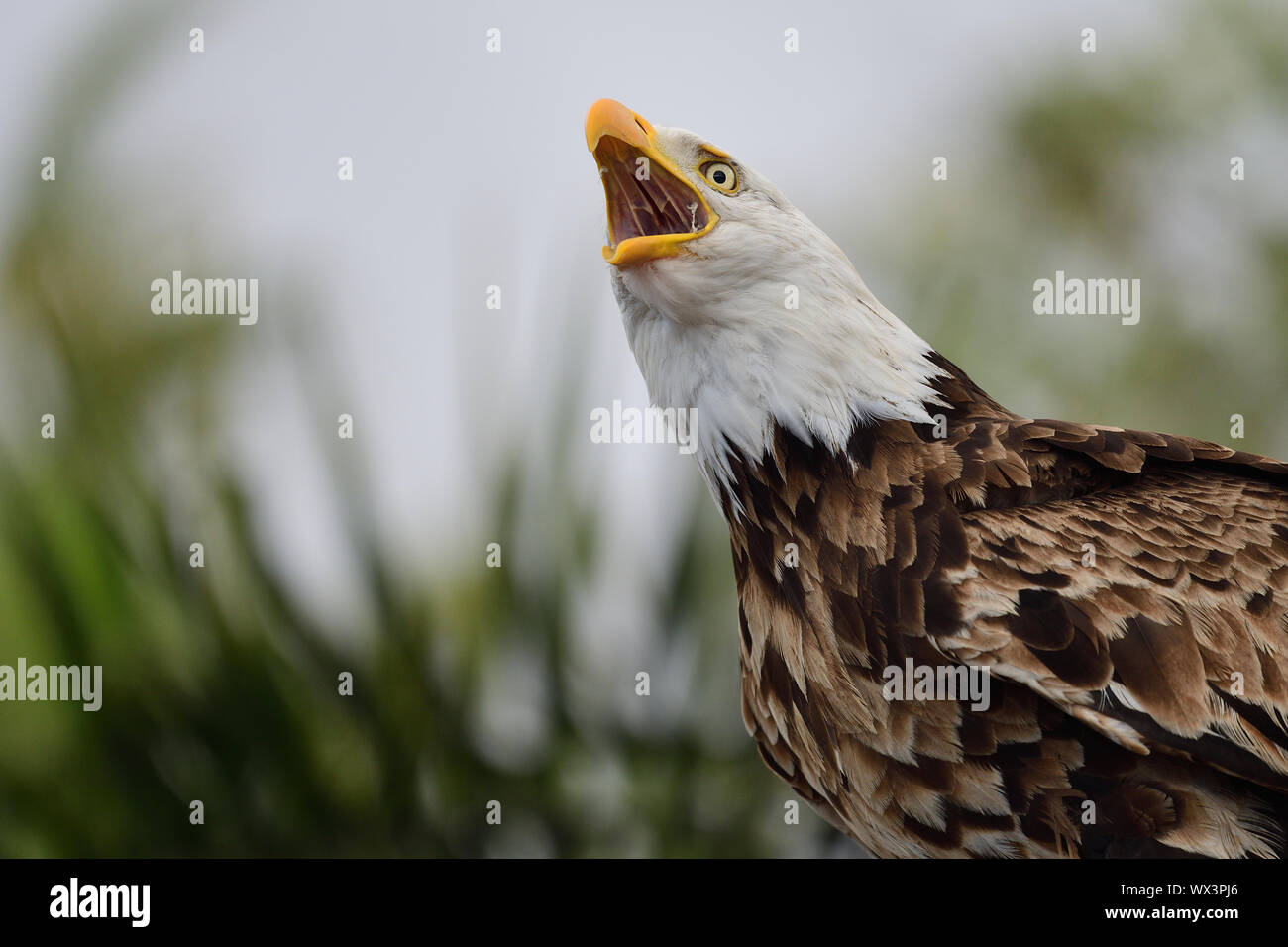 Close up portrait of a bald eagle (haliaeetus leucocephalus) squawking ...