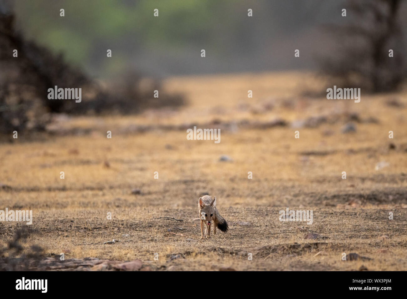 Indian fox hi-res stock photography and images - Alamy