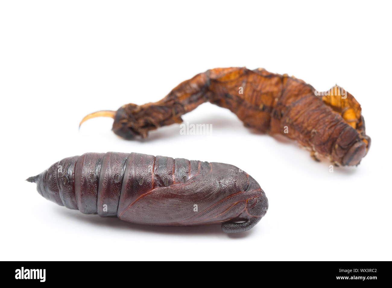 Empty exoskeleton Cut Out Stock Images & Pictures - Alamy