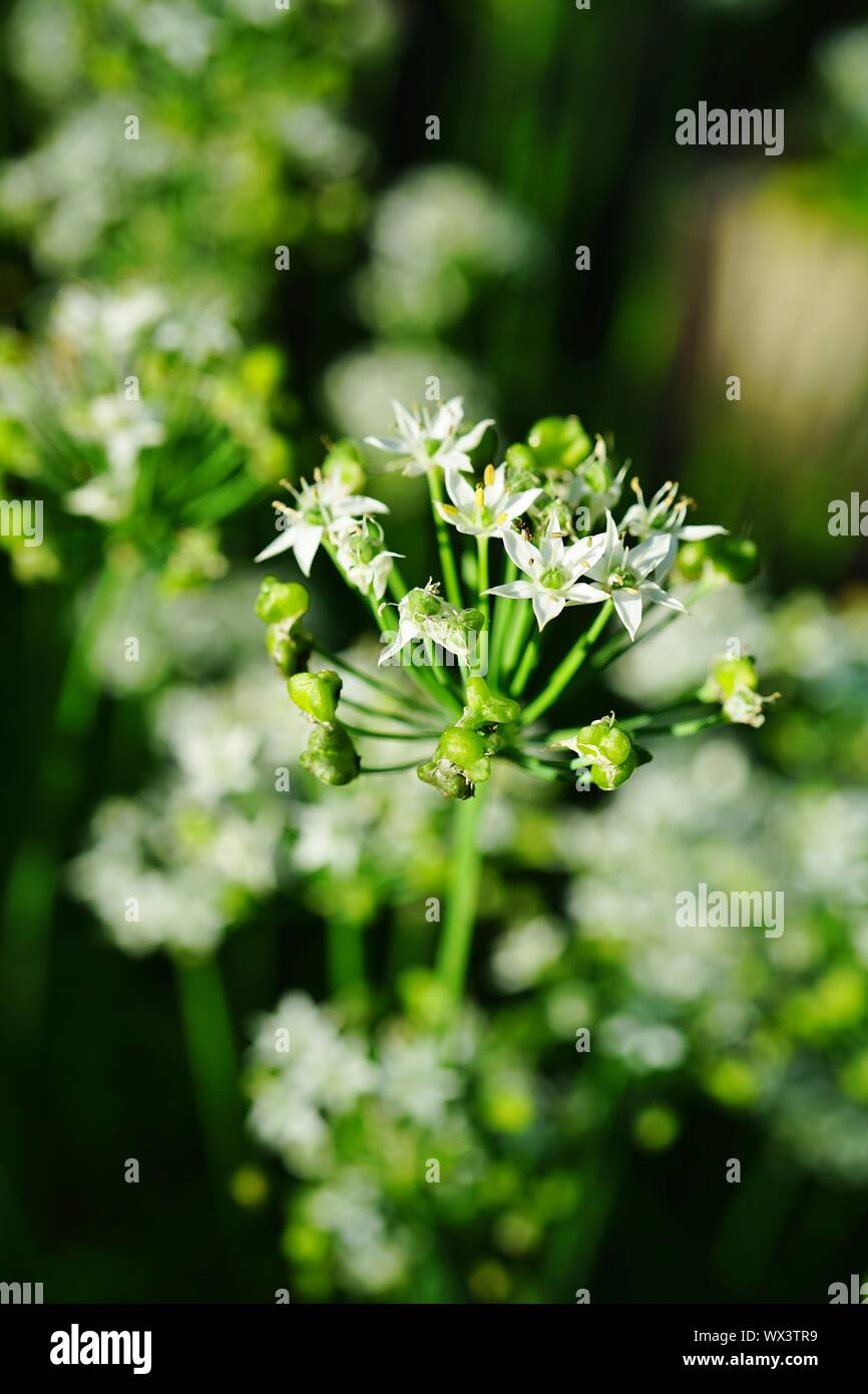 Chinese chive flowers hi-res stock photography and images - Alamy