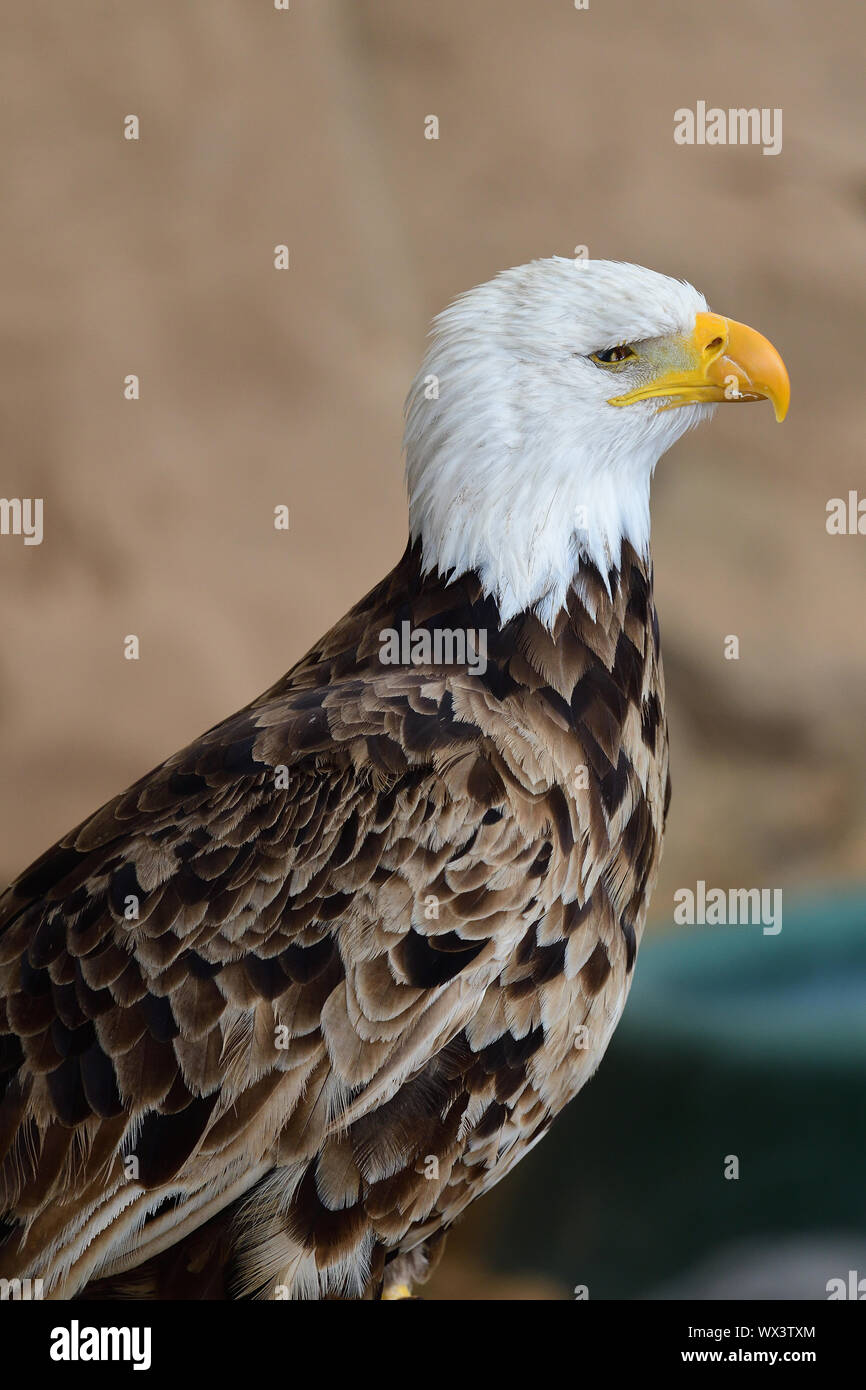 Side view of a bald eagle (haliaeetus leucocephalus Stock Photo - Alamy