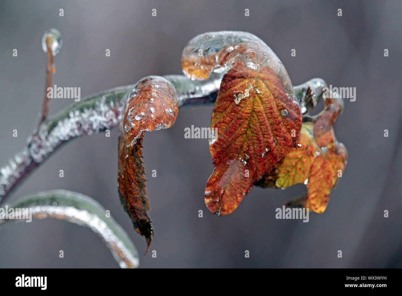 Rain with ice hi-res stock photography and images - Alamy