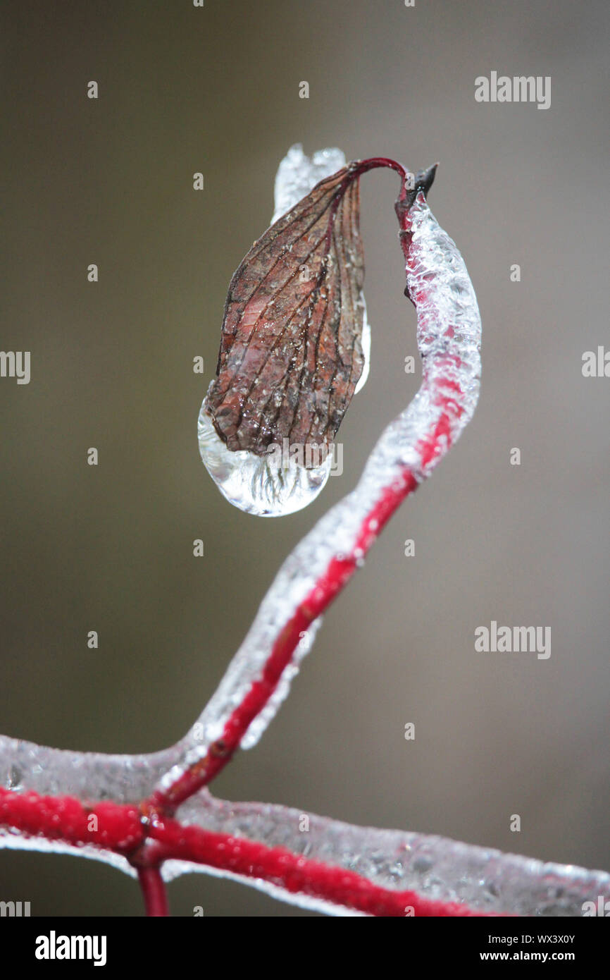 Ice rain hi-res stock photography and images - Alamy